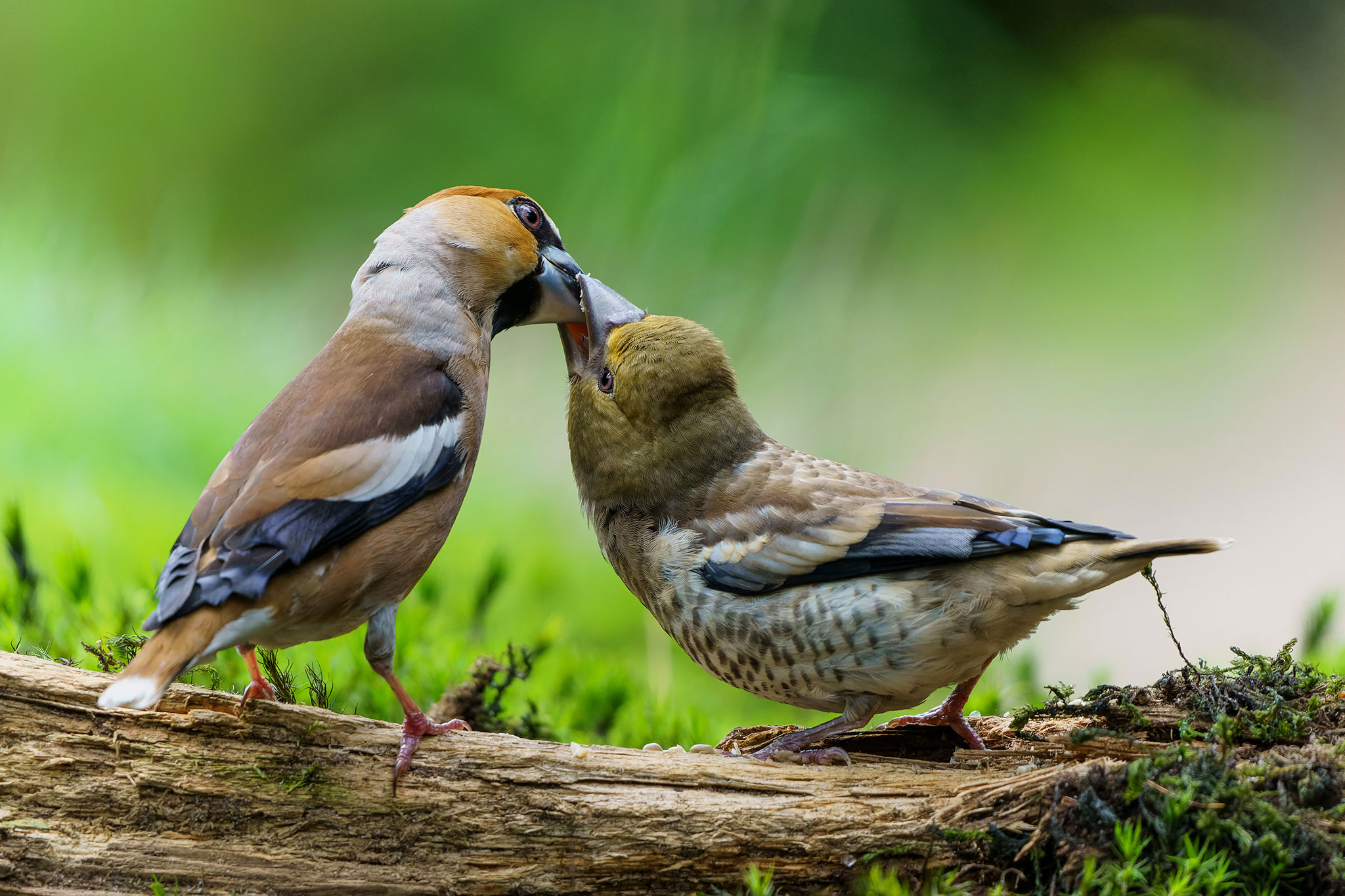 Tuinvogels I Alle informatie over de appelvink